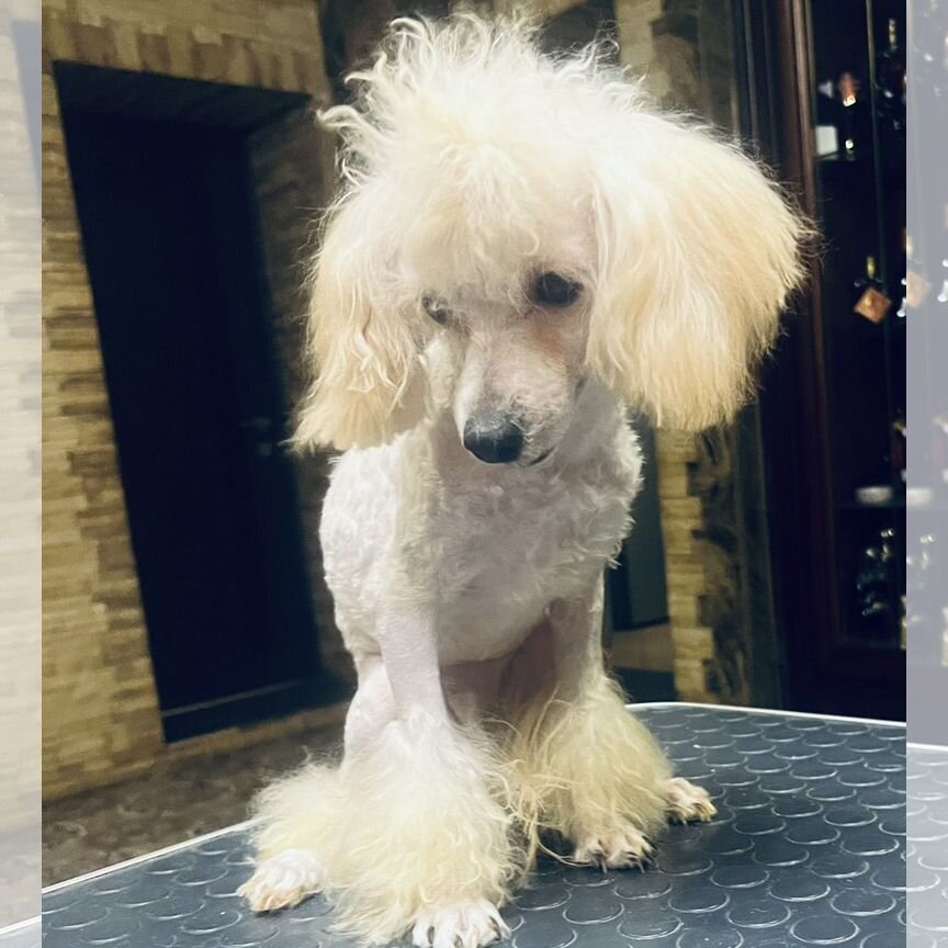 Той-пудель, щенок