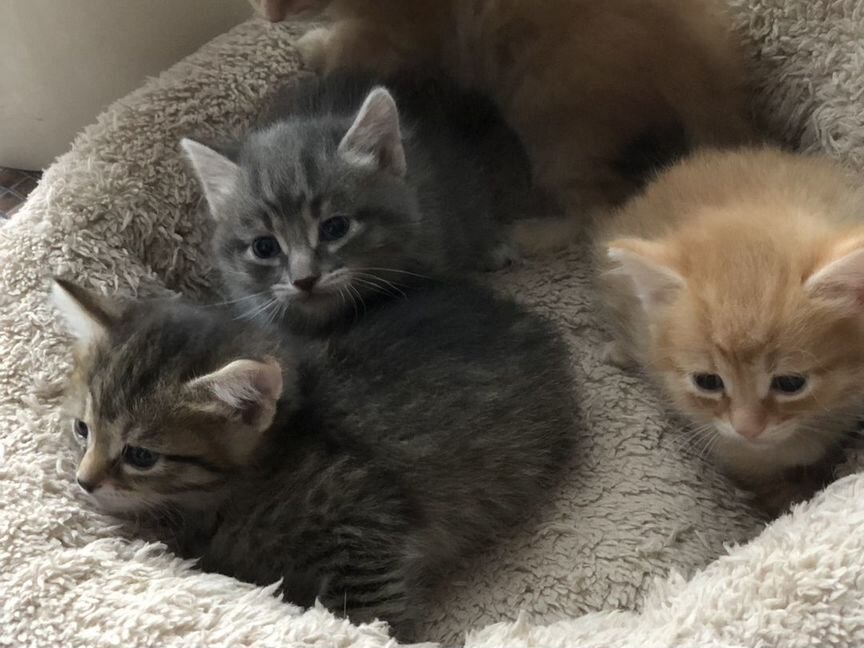 Очаровательные котята