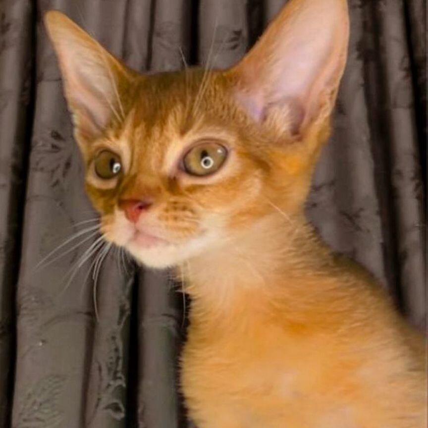 Абиссинский котенок девочка