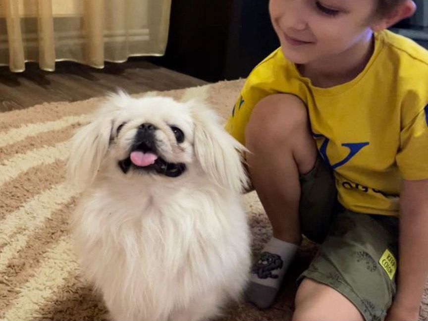 Пикинес. Вязка