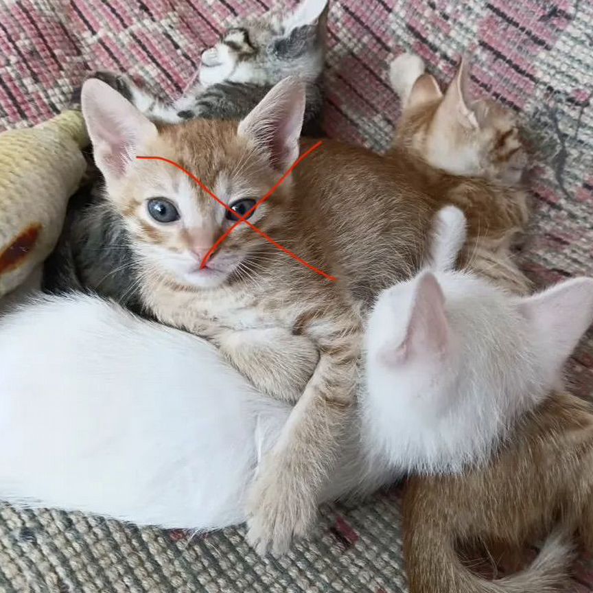 Котёнок в добрые руки