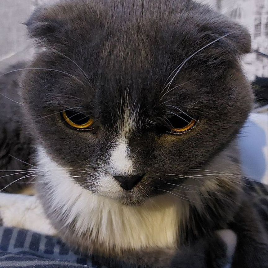 Котики бесплатно