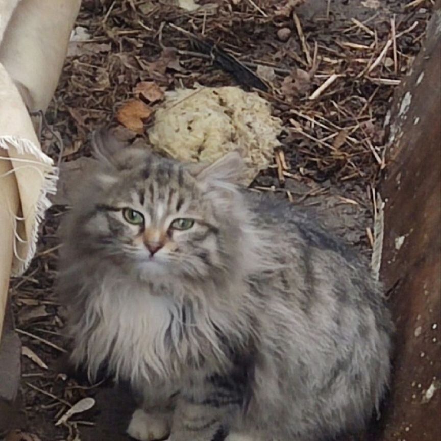 Кошечка в добрые руки