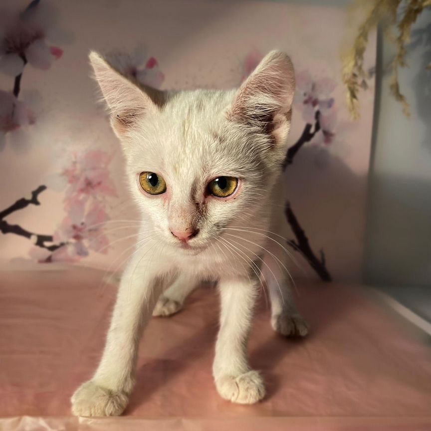 Белоснежная девочка в добрые руки