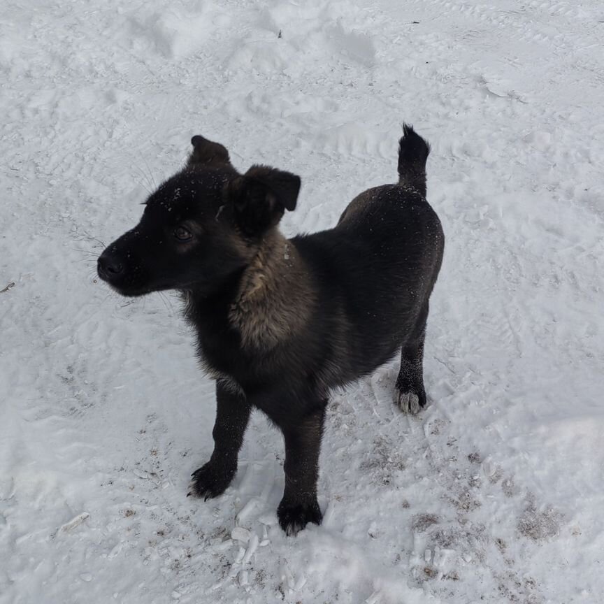 Щенок в добрые руки