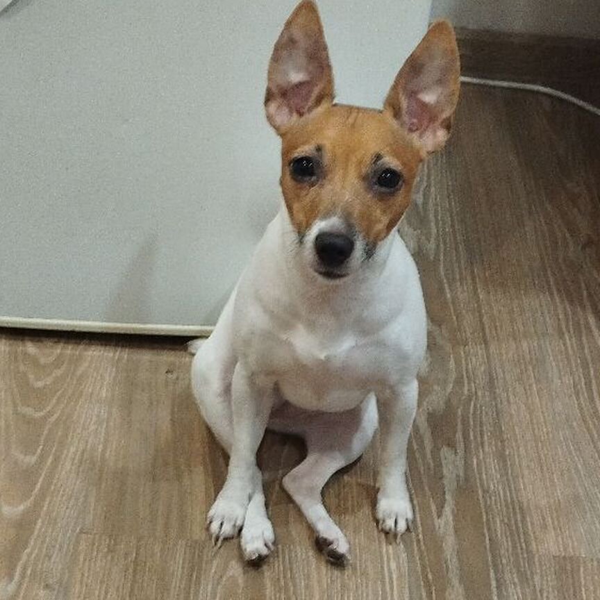 Джек-рассел-терьер, взрослая собака