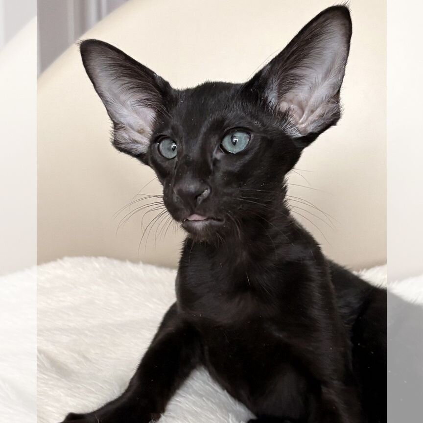 Ориентальный котёнок