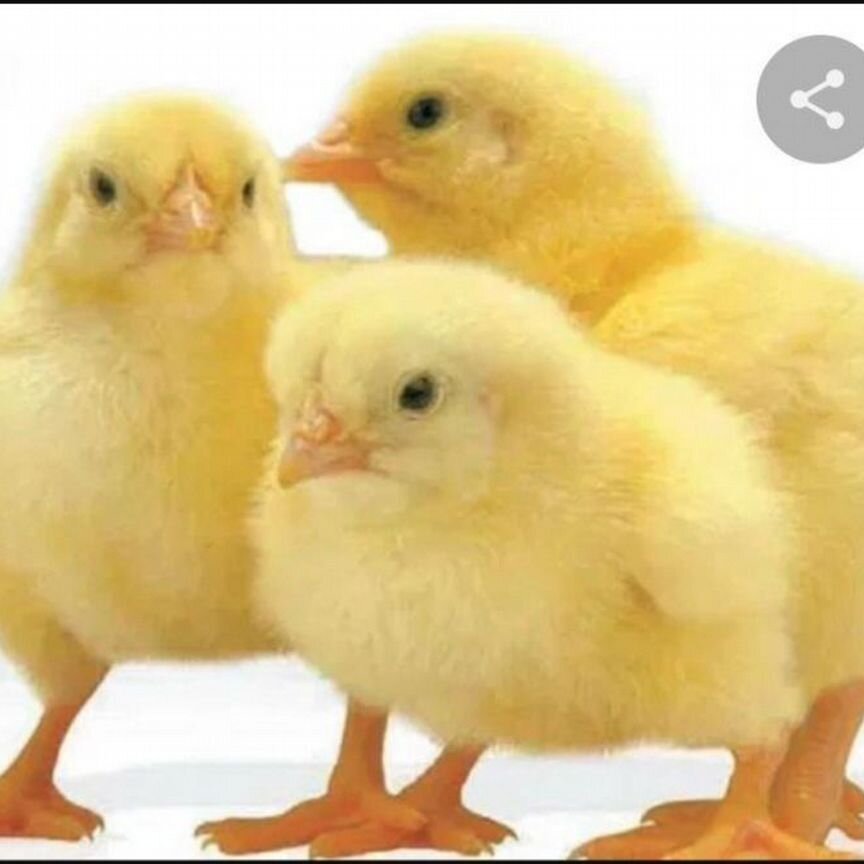 Цыпленок суточный