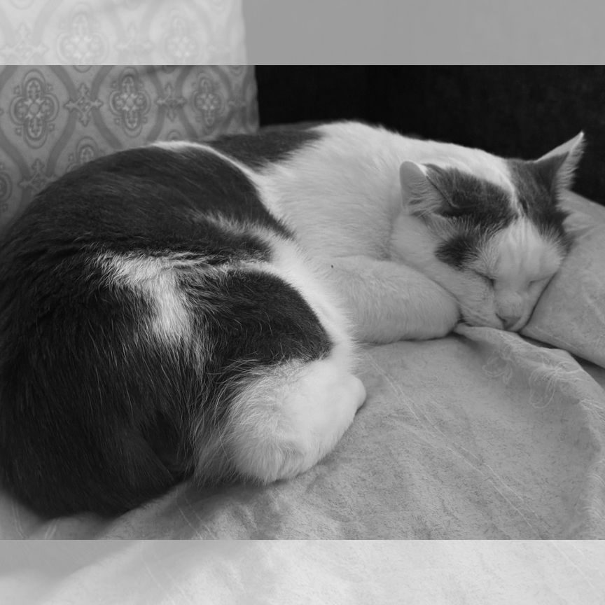 Взрослый кот в добрые руки