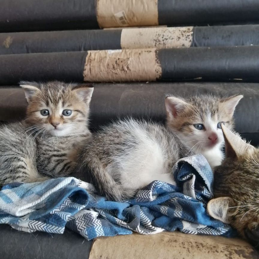 Котята в добрые руки