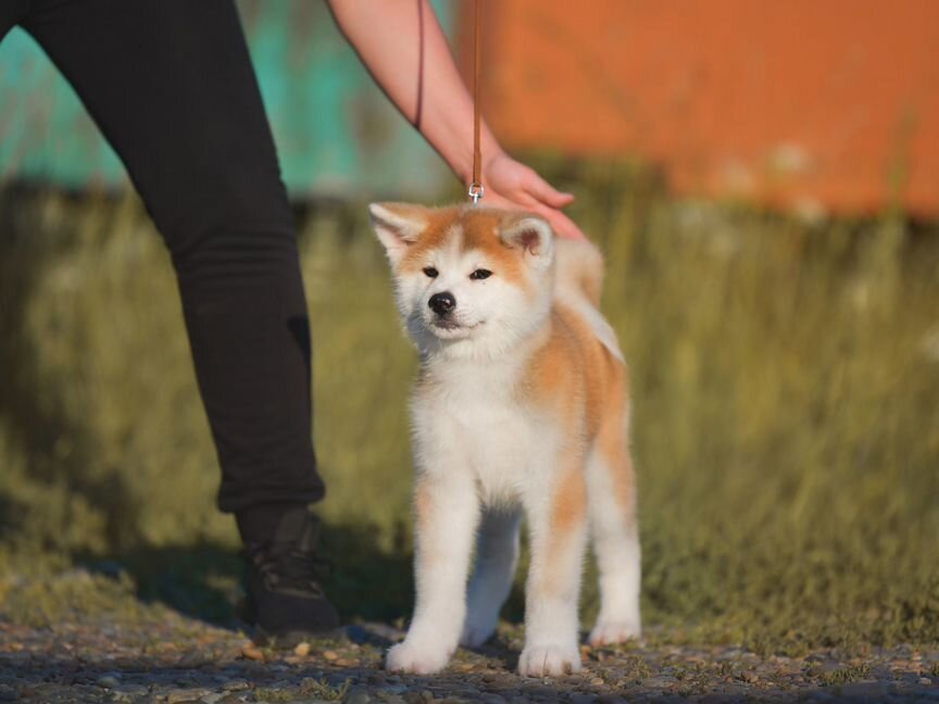 Щенок Акита Ину, 3,5 мес