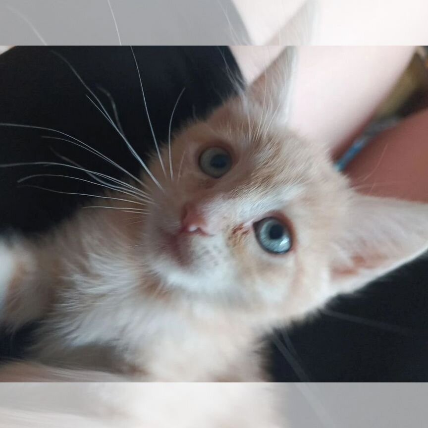 Котёнок в добрые руки