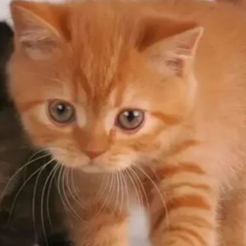 Британские