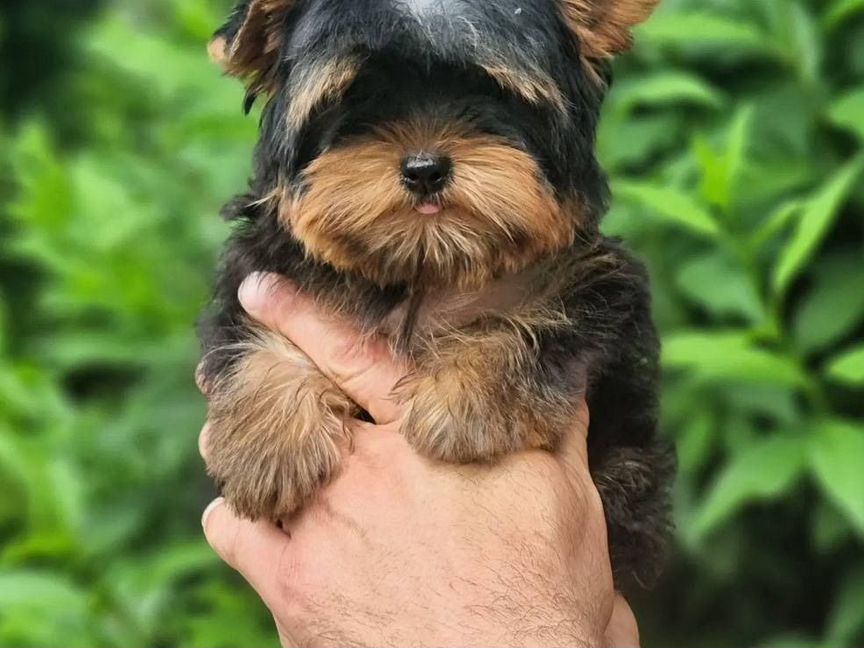 Йоркширский терьер мини