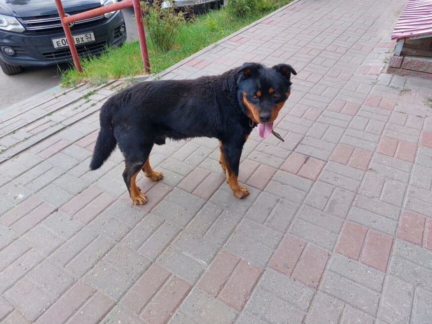 Собака ротвейлер кобель найдена