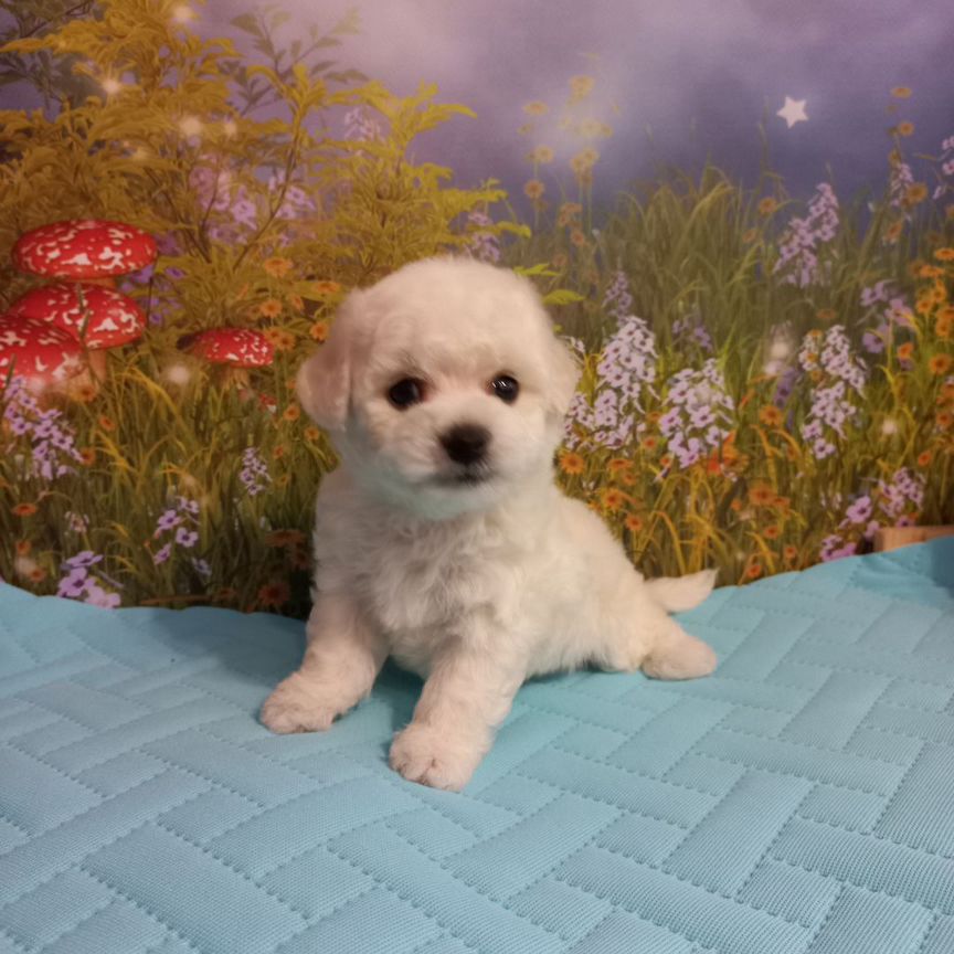 Бишон фризе красотульки