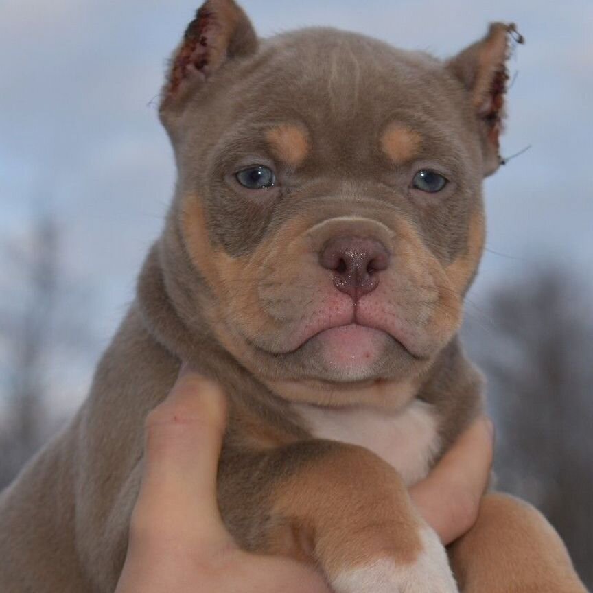 Американский булли, щенок