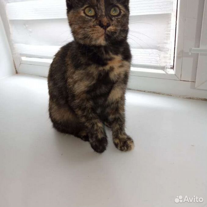 Черепаховый котенок 3 месяца