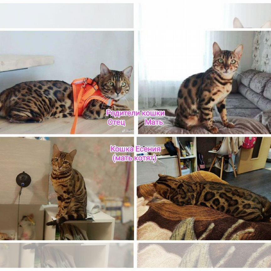 Бенгальские котята