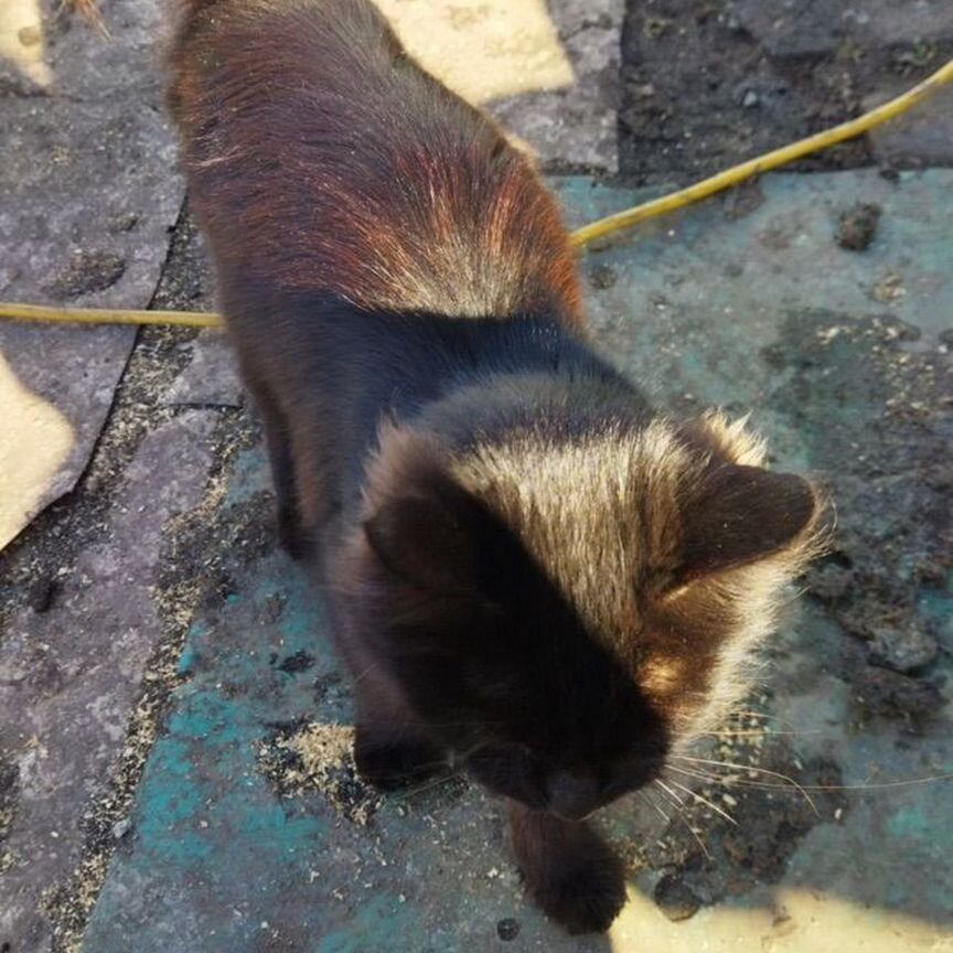 Кошечка ищет дом