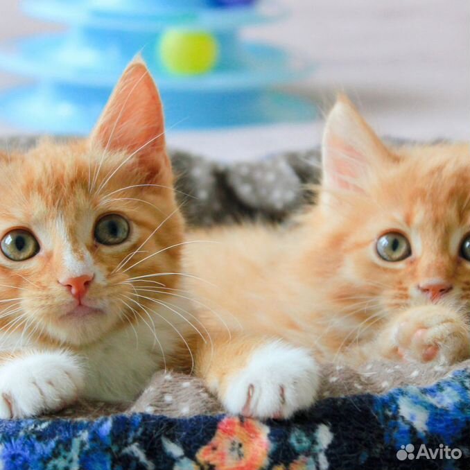 Котята очаровашки ищут дом