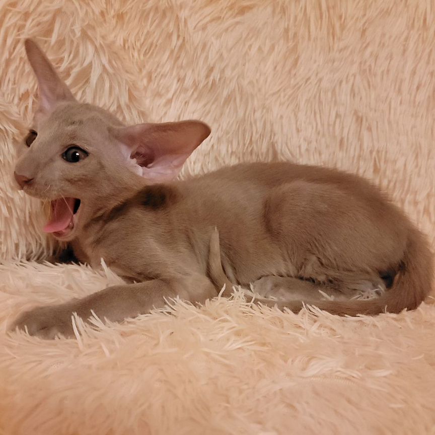 Ориентальный котёнок