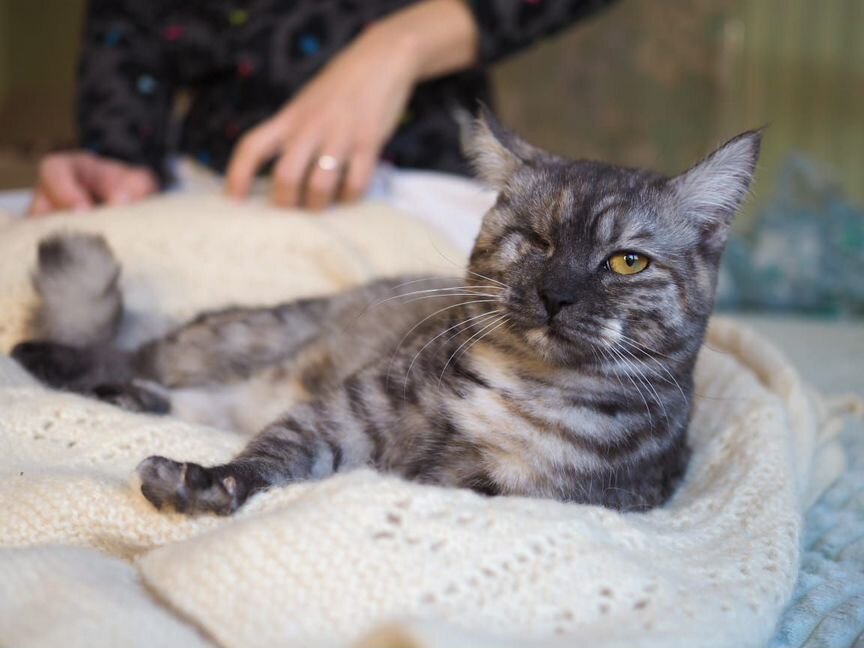 Кошечка Стеша неужели так не найдется дом