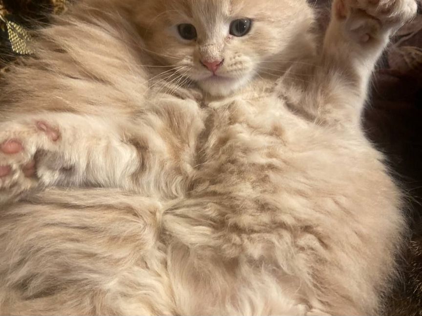 Отдам котят в добрые руки )