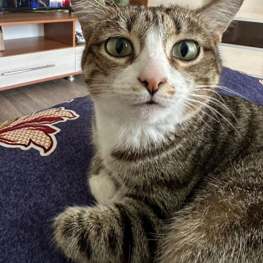 Ориентальная, взрослая кошка