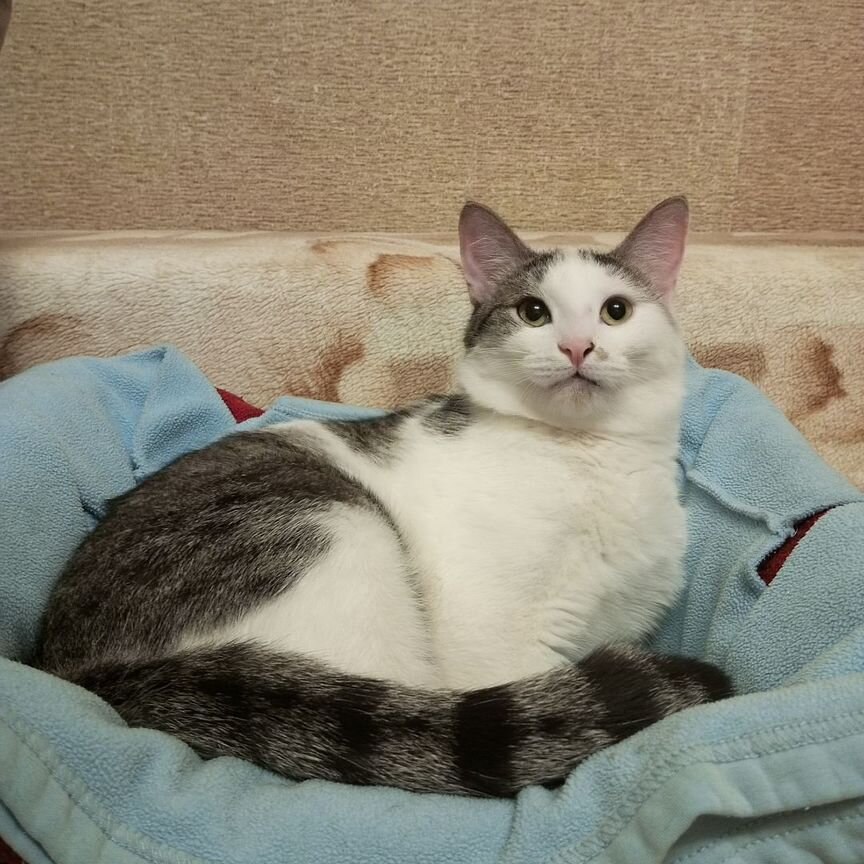 Котик, подросток, Антоний