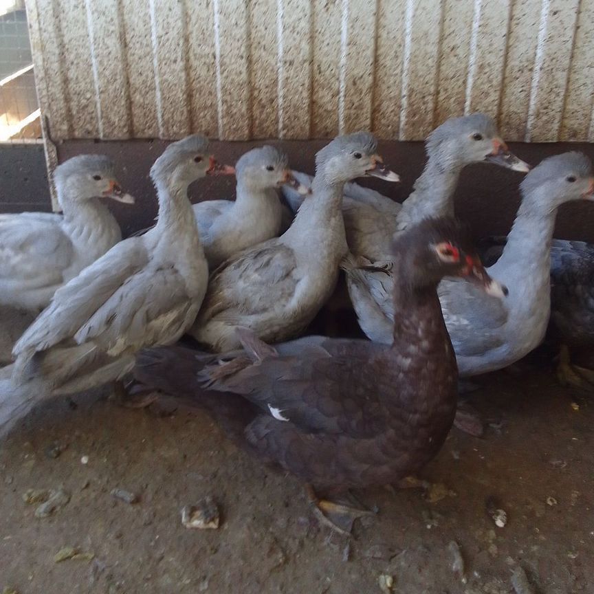 Породистые индоутки лаванда,голубые,шоколадка