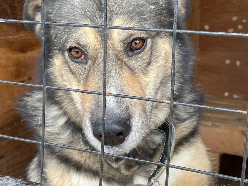 Вилли ищет дом