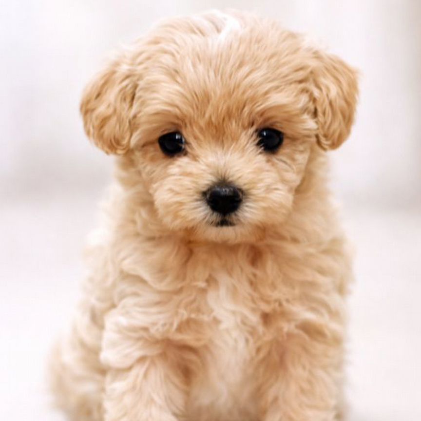 Мальтипу, щенок