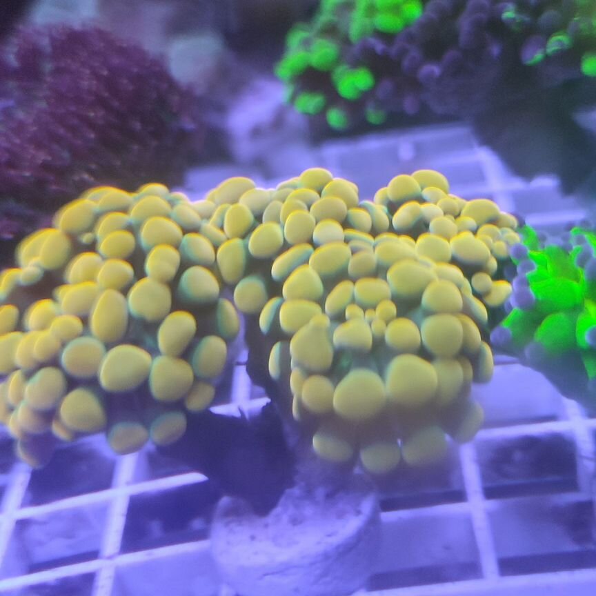 Морские кораллы