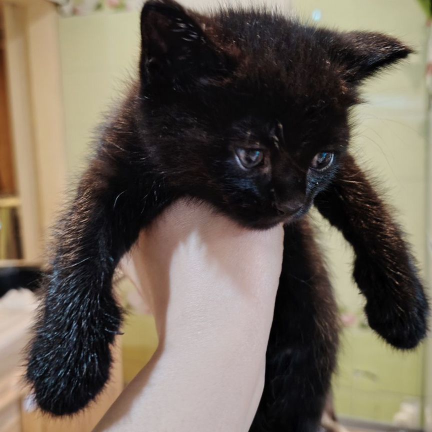 Котёнок в добрые руки