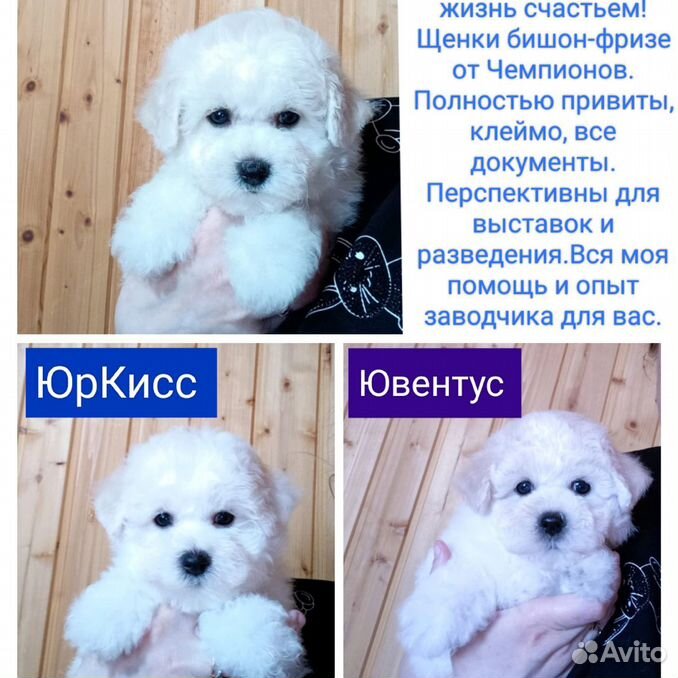 Бишон-фризе щенки мальчики,снежные комочки счастья