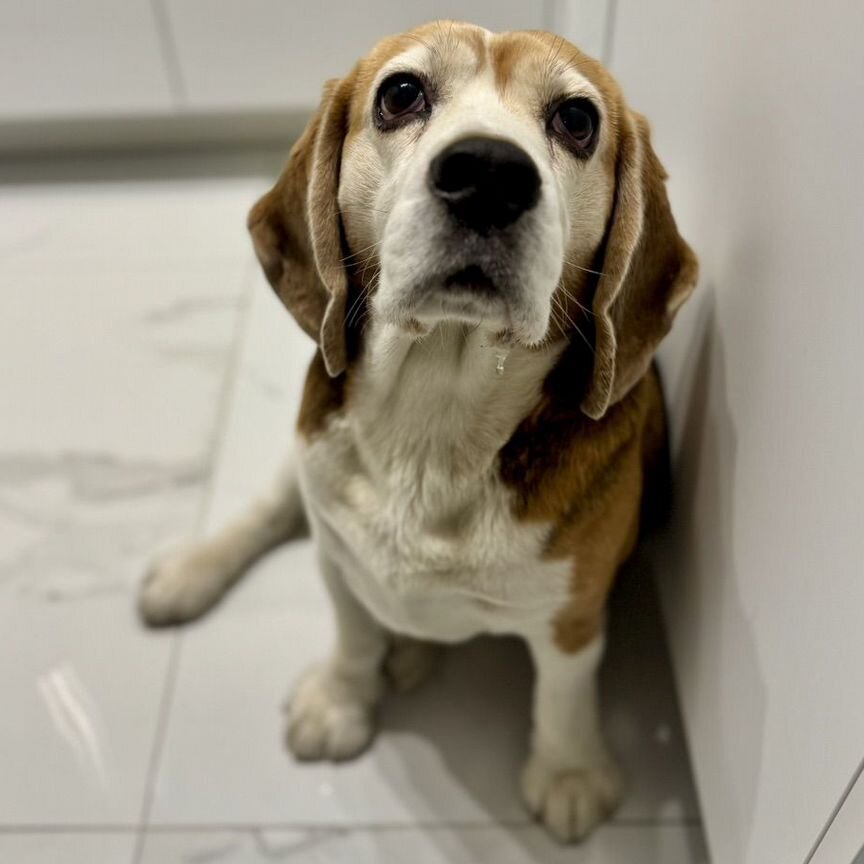 Бигль, взрослый пёс