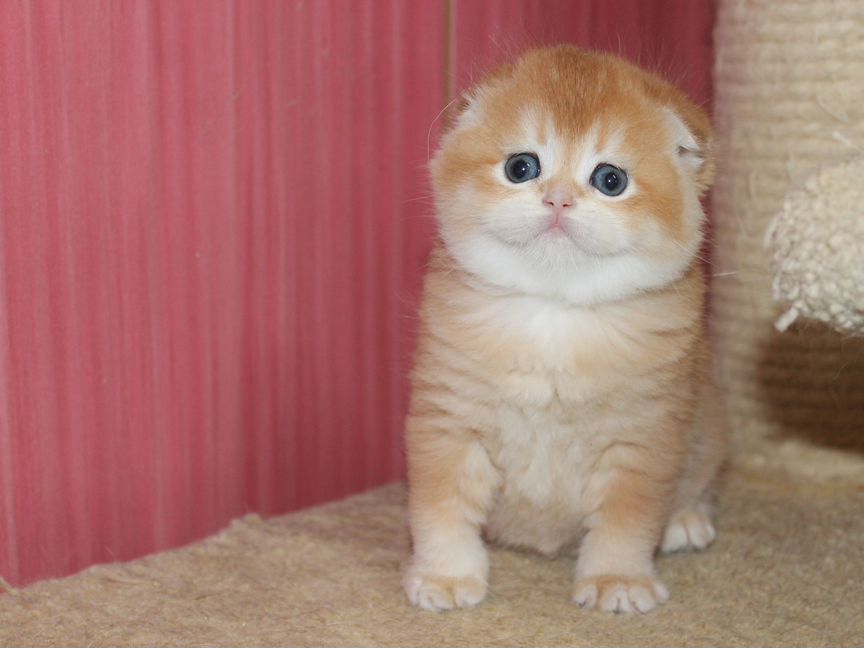 Кошечка фолд золотая