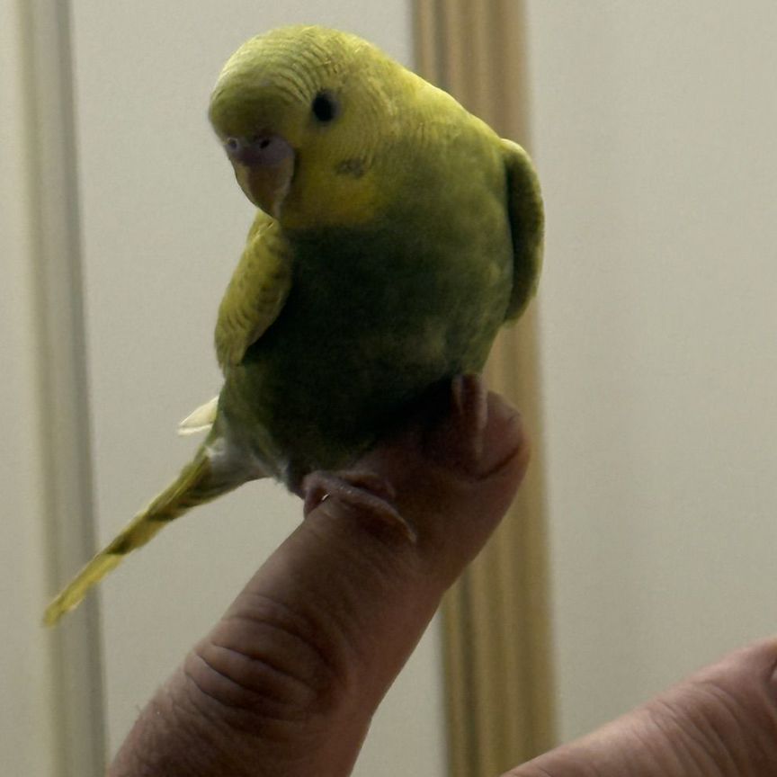 Волнистый попугай