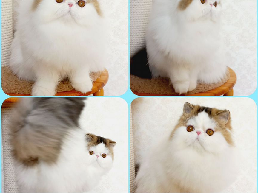 Персы и экзоты