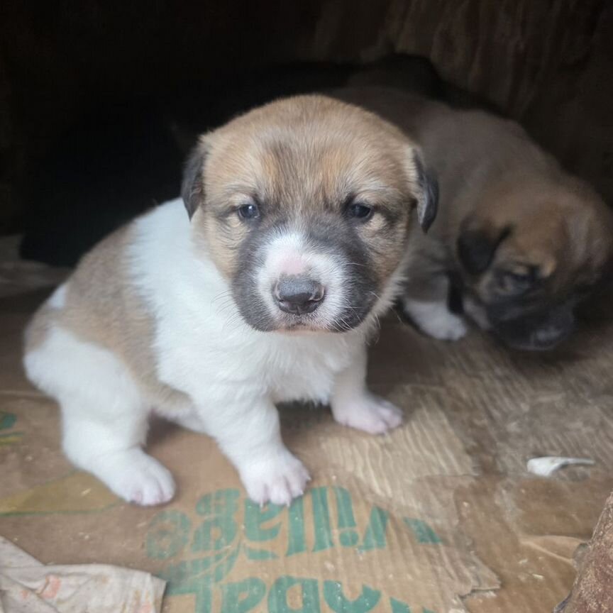 Щенок в добрые руки