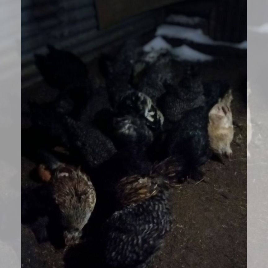 Курицы несушки