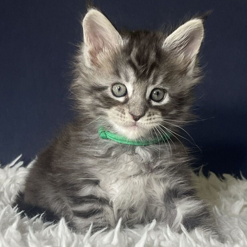 Мейн-кун котёнок