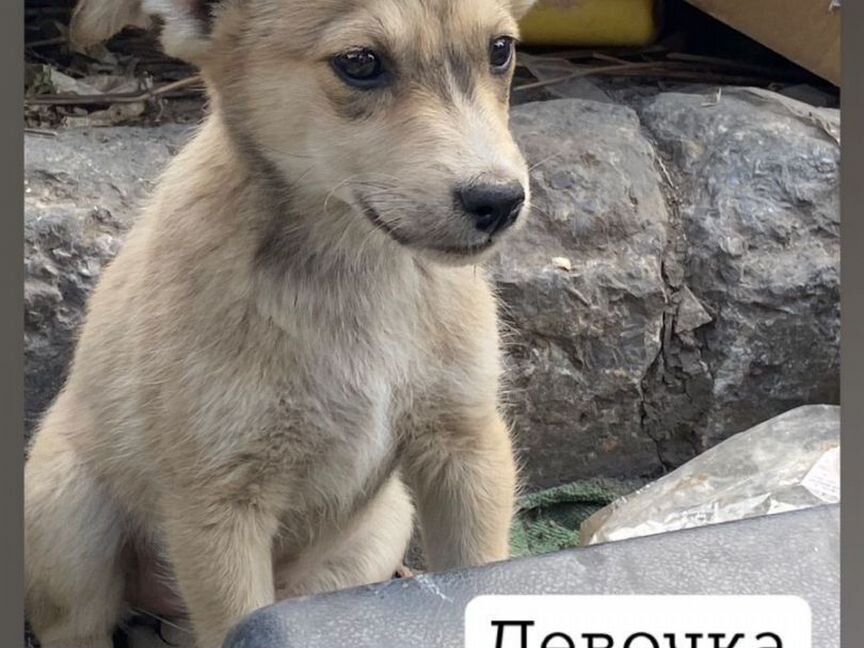 Отдам щенков