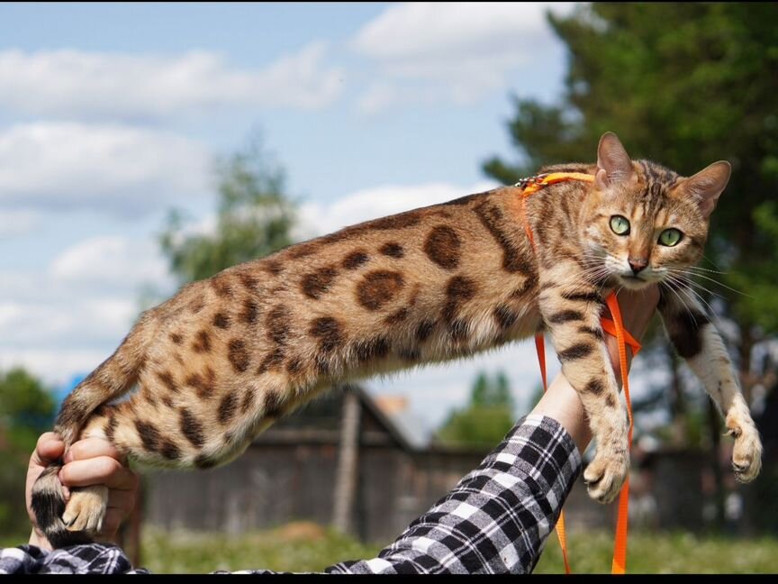 Зеленоглазая девочка бенгалка ищет дом