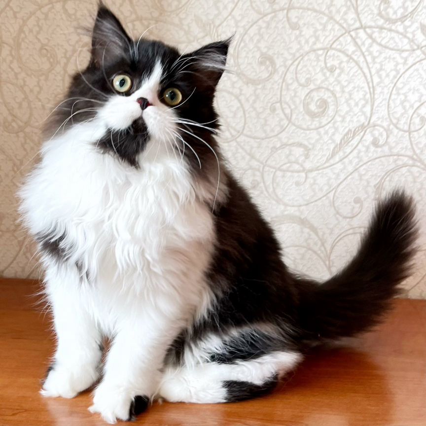 Котенок шотландский