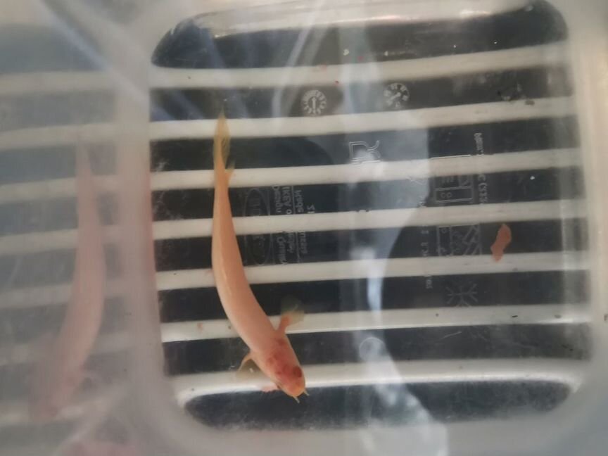 Полиптерус альбинос