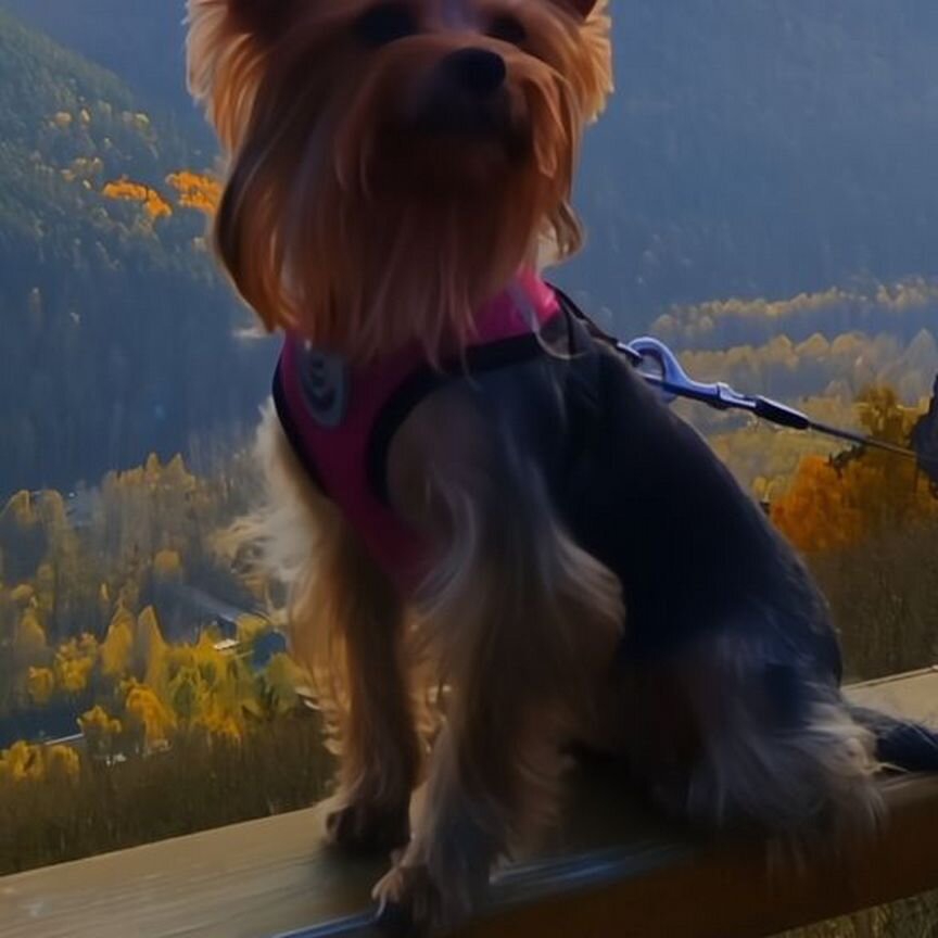 Йоркширский терьер, щенок