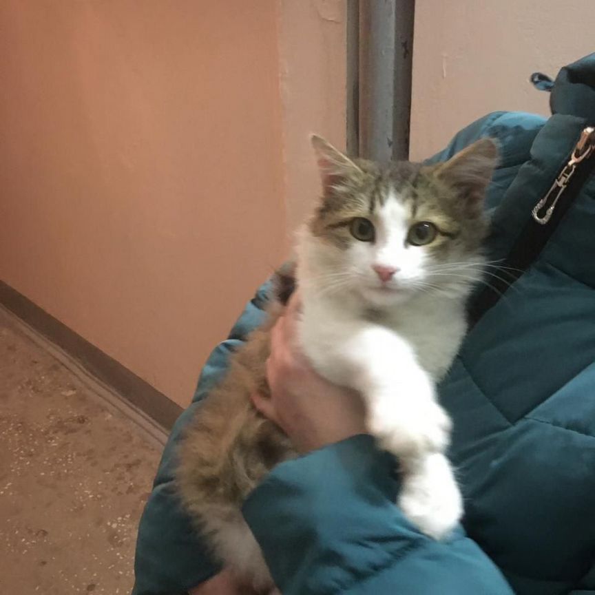 Пристраивается в добрые руки