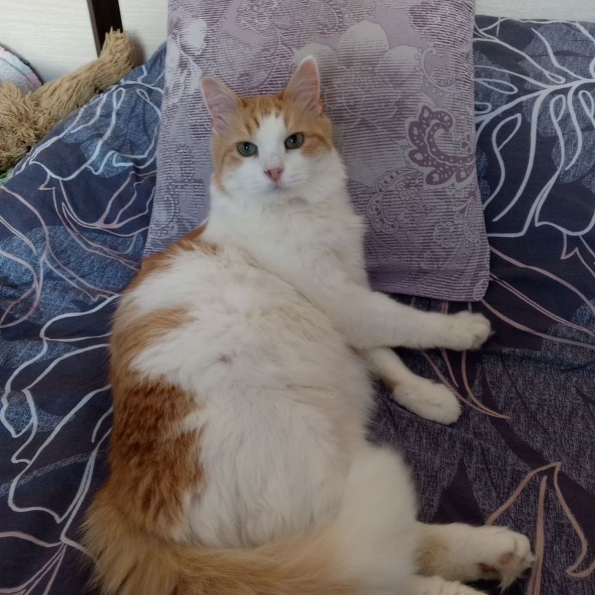Кот